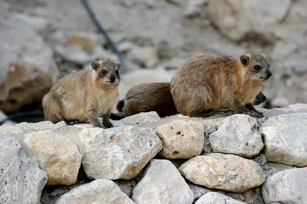 Les animaux du pays de la Judée