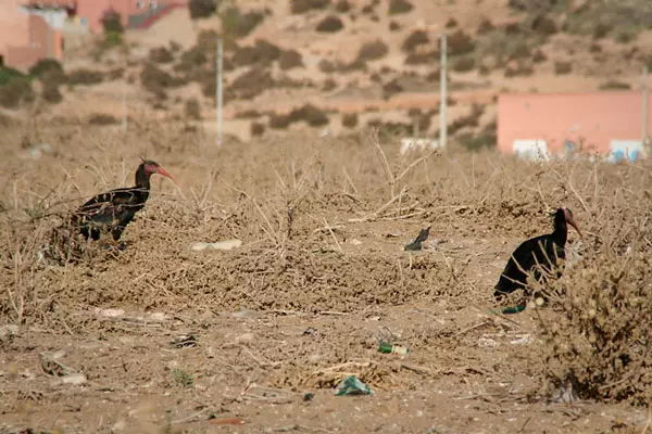 Foto №4 - tres vegades les més grans i tres vegades perdudes