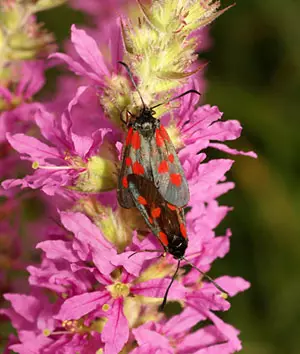 Photo №7 - Liebe und Arthropode