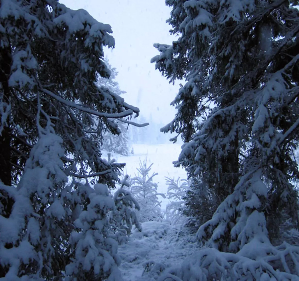 Vetëm nga pyll ose me një blizzard ...