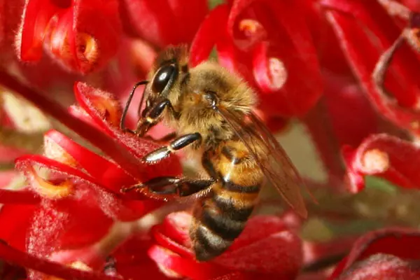 Foto nummer 5 - Gemmer Split blandt Endemics