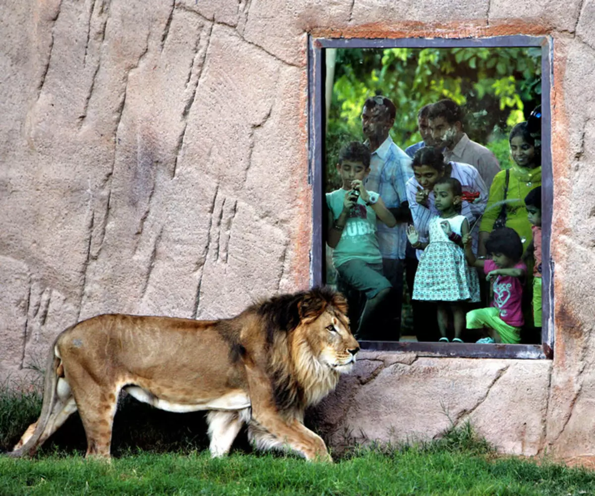 Photo №11 - Baby ngaphandle kwamaseli: 12 Best Zoos World