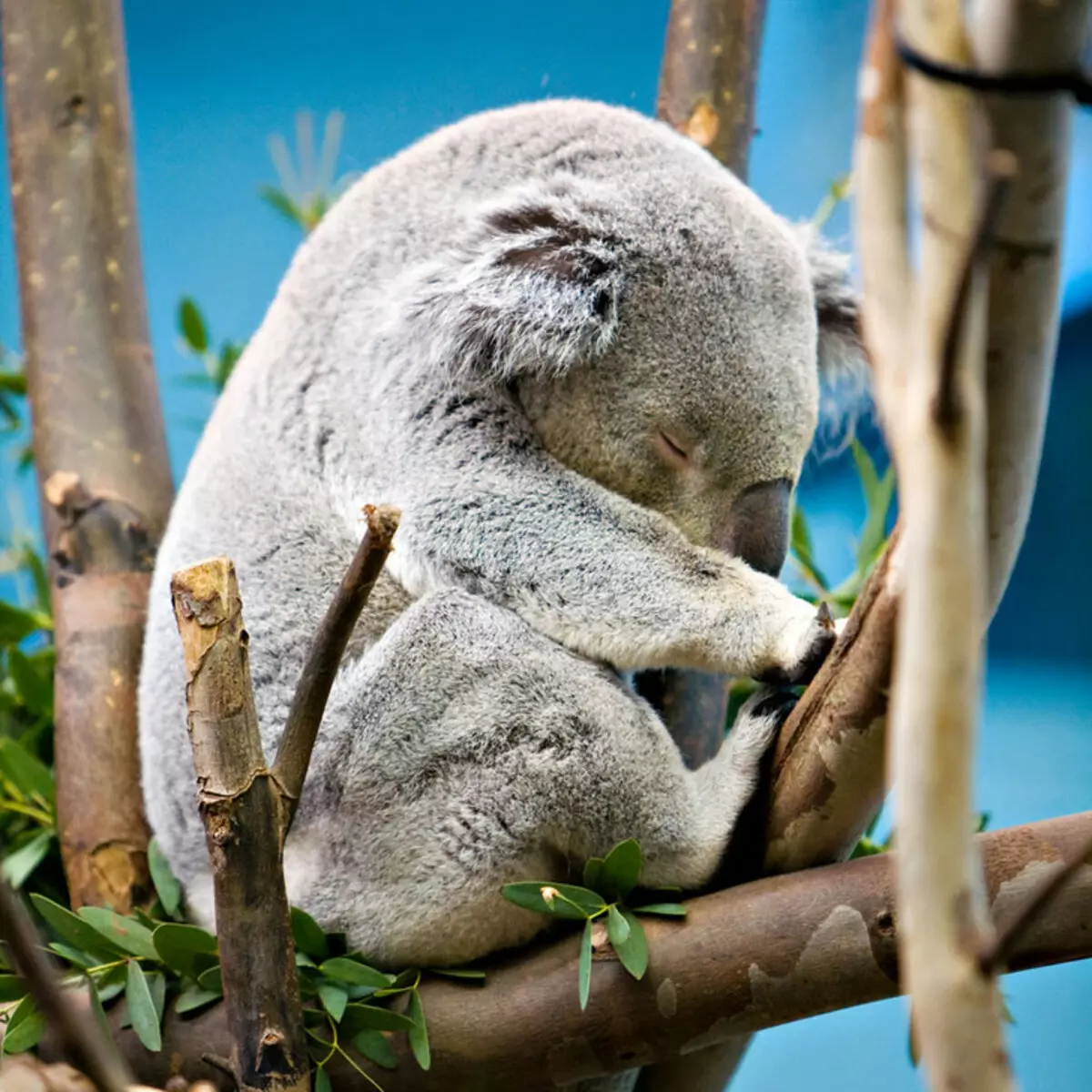 Imaxe №2 - Bebé fóra das células: 12 Mellor Mundo de Zoos