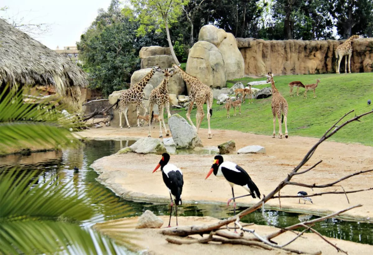 Photo №7 - Baby ngaphandle kwamaseli: 12 Best Zoos World