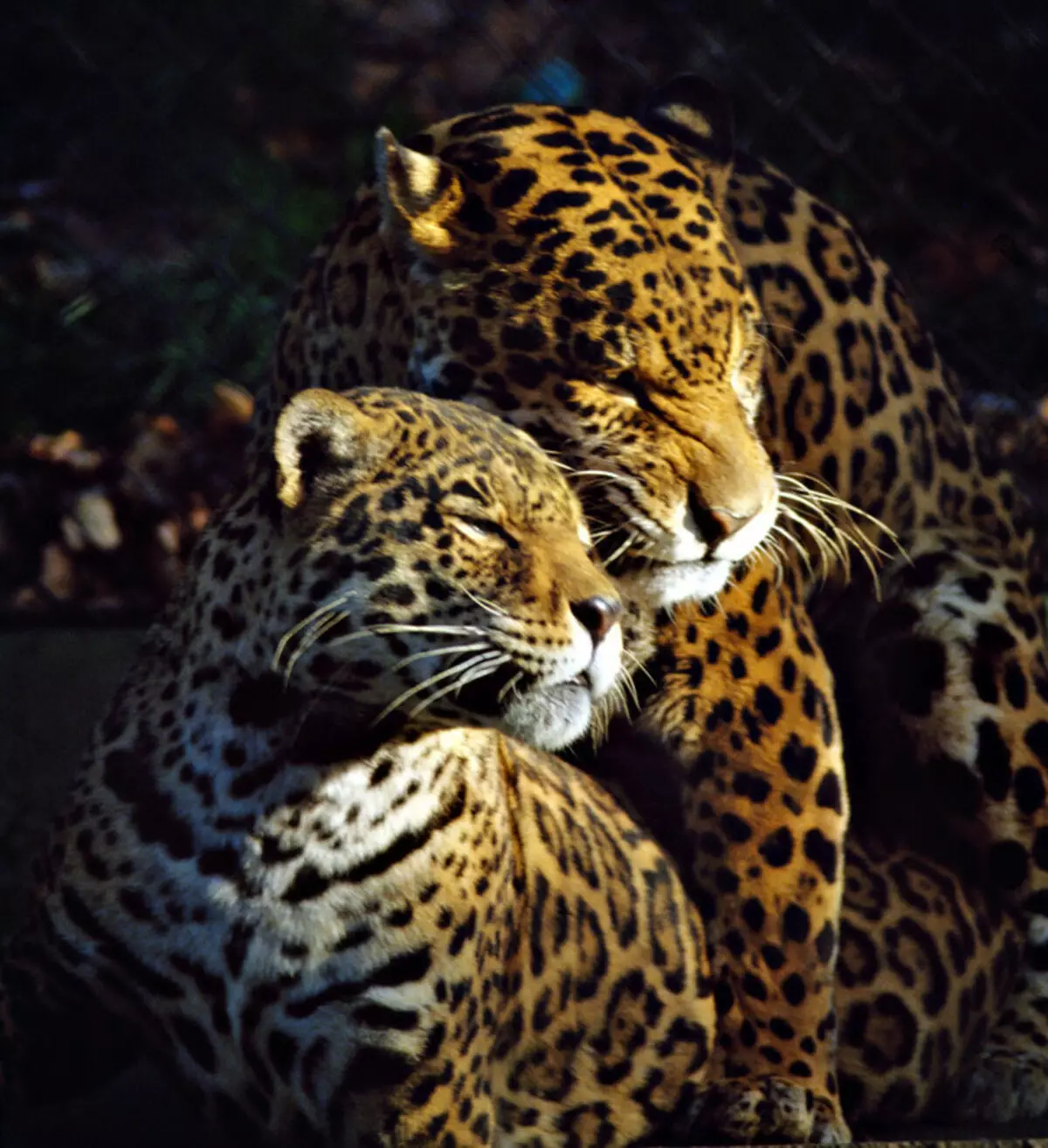 Фото №8 - деца извън клетката: 12-те най-добри зоологически градини в света