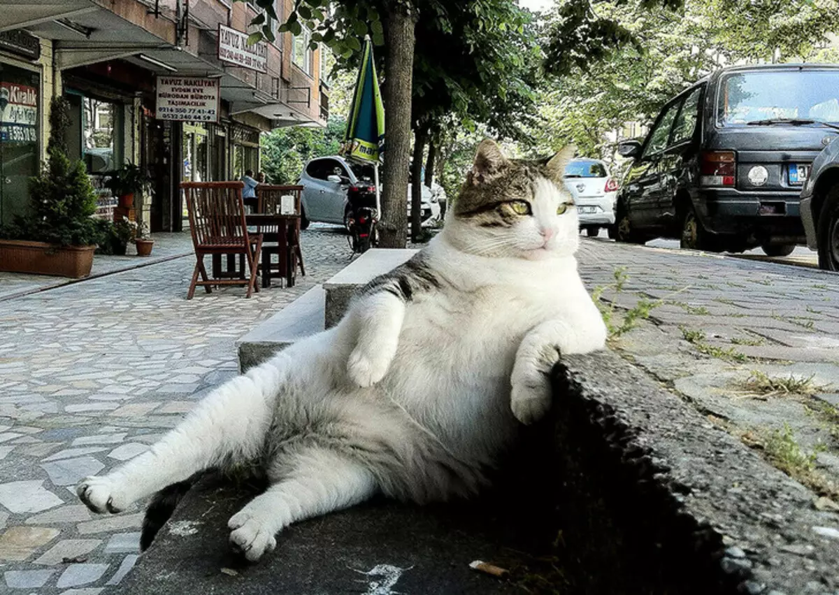 FOTO broj 2 - u Istanbulu instalirao je spomenik mački