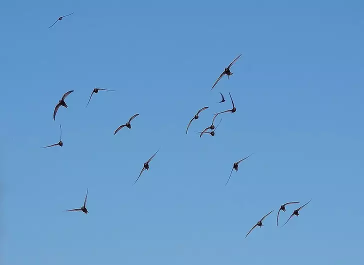 Foto №1 - Encontrado pássaros conduzidos no ar 10 meses por ano