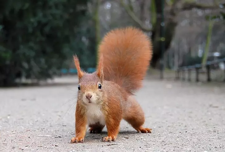 Photo №1 - britische rote Eichhörnchen erwiesen sich heraus, dass sich herausstellt