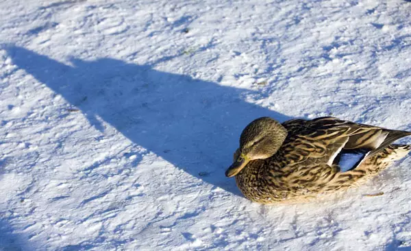 Patos no registro de inverno