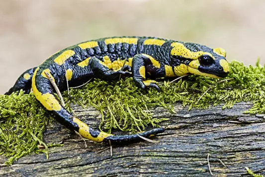 ಫೋಟೋ ಸಂಖ್ಯೆ 5 - ಪೌರಾಣಿಕ ರಾಕ್ಷಸರ. ಪಾರ್ಟ್ II.