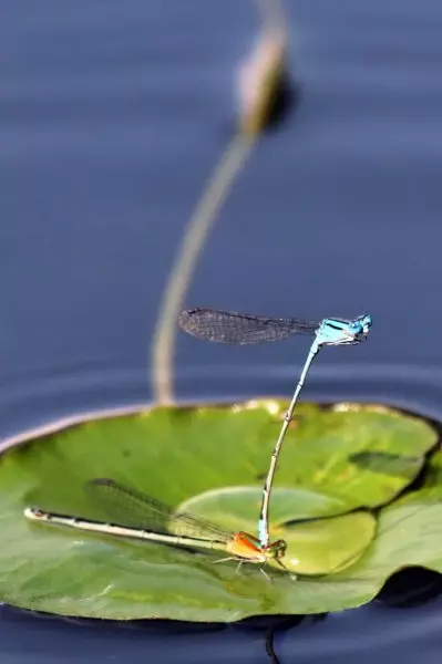 ඡායාරූපය №2 - ගුණවත් පව්කාරයෙකු සැමරීම