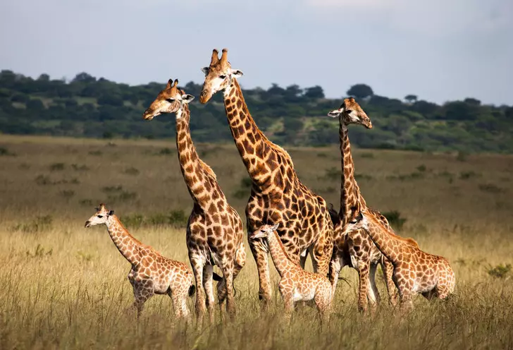 Foto №1 - Giraffes waren ënner Bedrohung vun der Ausstierwen