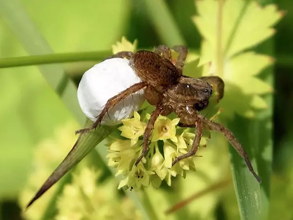 Viața de insectă sub vedere