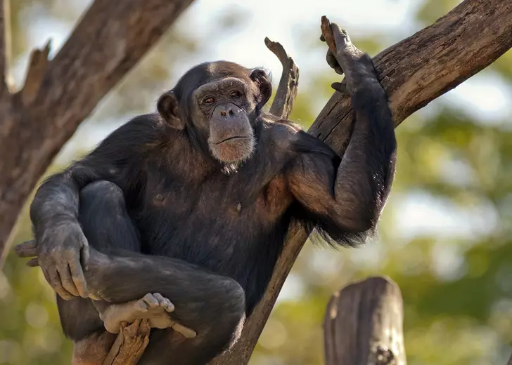 Photo №1 - mutumin da hannãyen da farko fiye da chimpanzee paws