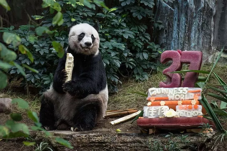 Foto numurs 1 - lielākais un vecais dzīvs nebrīvē Panda svinēja savu dzimšanas dienu