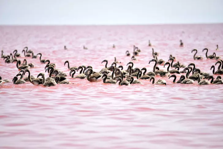 Photo №1 - Pink Lake