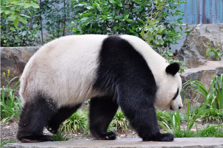 Photo nambala 1 - chodabwitsa mfundo za Panda