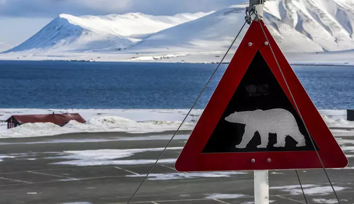 Foto №1 - Tre russiske polære sko er omgivet af hvide bjørne
