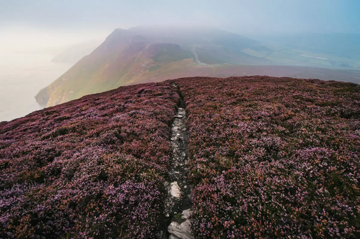 Foto №1 - Heath Carpet