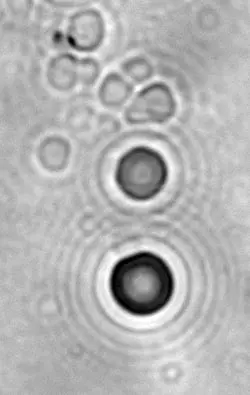 Foto: 5 - takatso e chesang e pota-potileng synthesis e batang