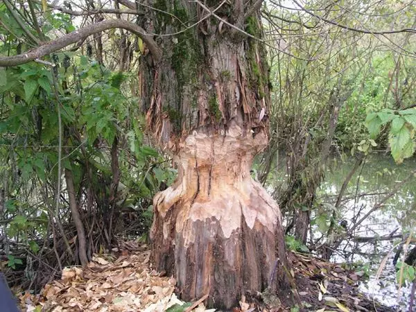 Garaşylmadyk ar alyş