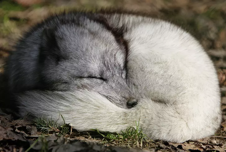 Argazki 3. zenbakia - Larru baliotsua bakarrik: ikuspegi zientifikoa animalia desberdinen ilea estaltzeko