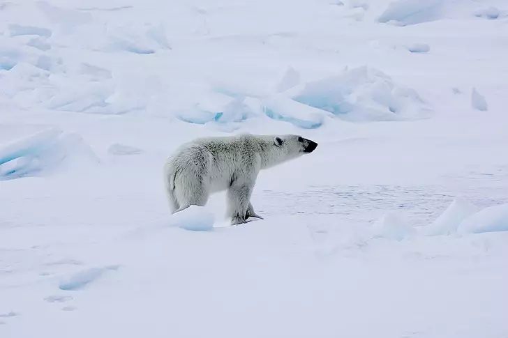 Ata numera 7 - Frozen Taimi: Ava le Leonaid Kruglov i totonu o le aisa e faavavau