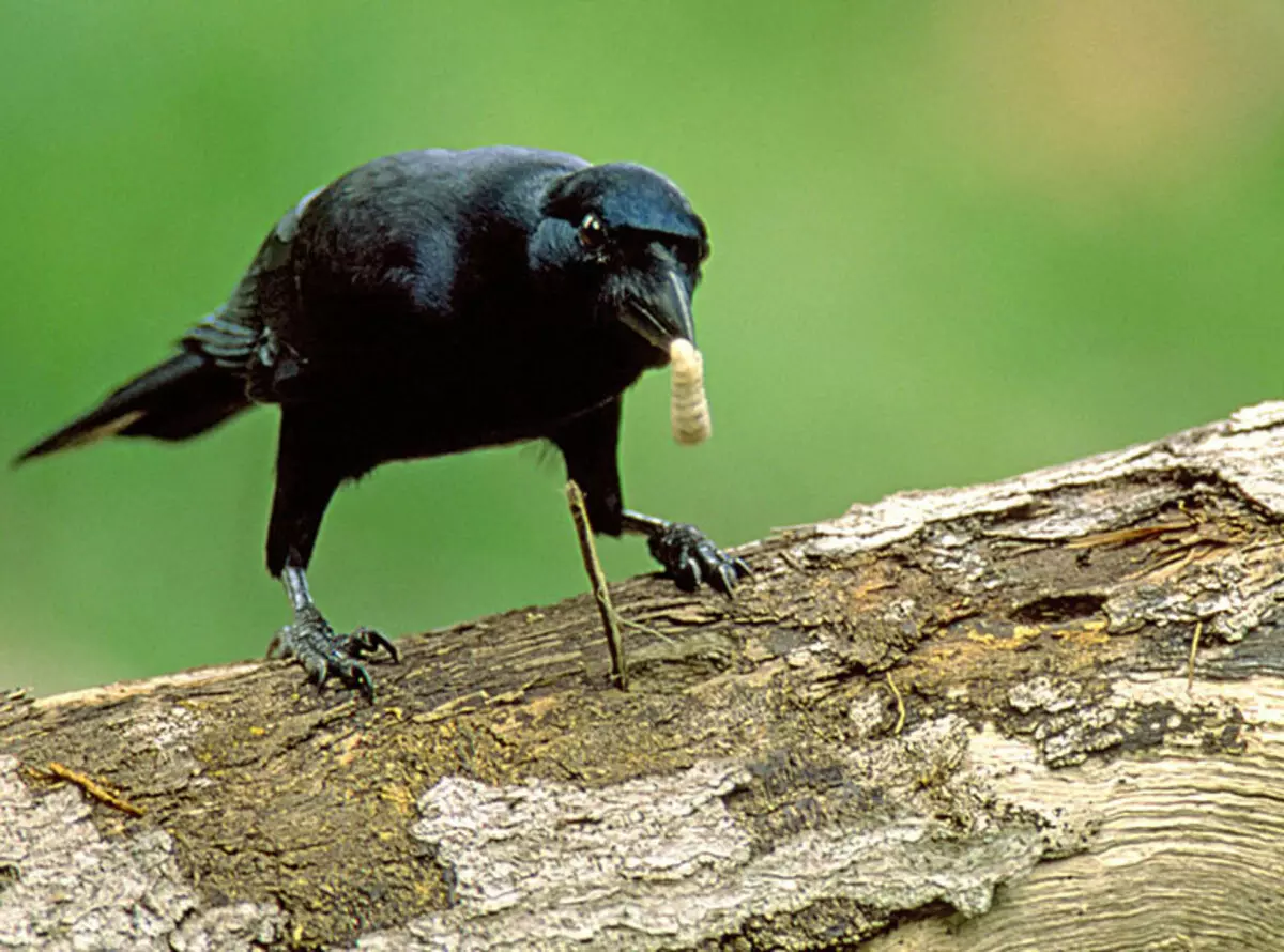 Wêneyê №2 - Refên Muzîkê, dilopên şîrîn, Eco ji bo toad û kifşên nû yên din