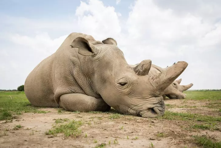 Foto číslo 1 - vytvořil třetí embryo, aby zachránil mizející rhinos