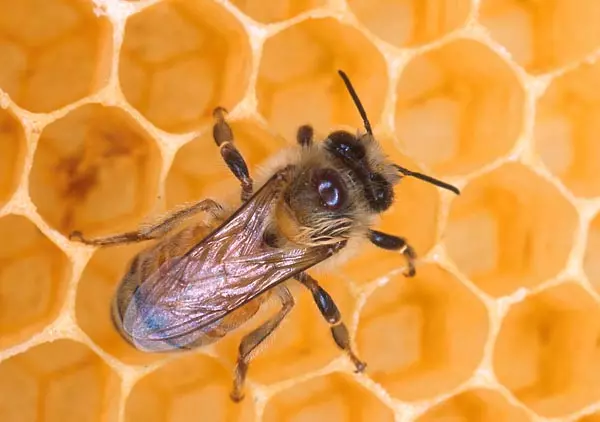 Bienen sind nicht süß