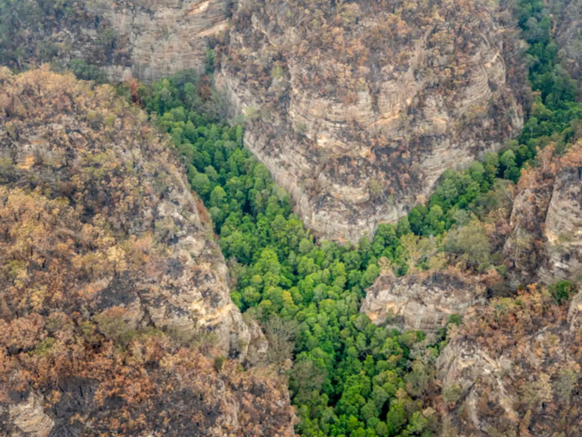 Foto número 1 - Bomberos australianos rescataron una arboleda con árboles prehistóricos