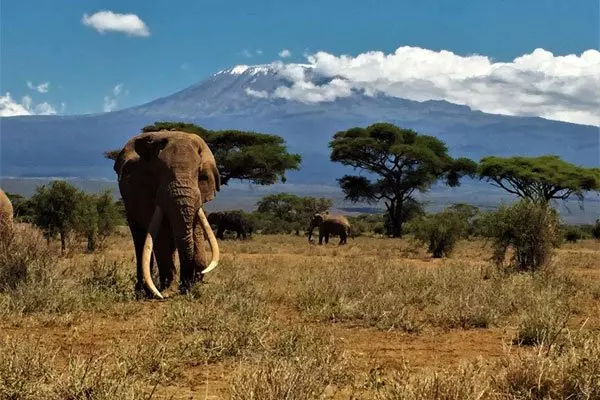Фота №1 - У Кеніі памёр знакаміты слон Цім