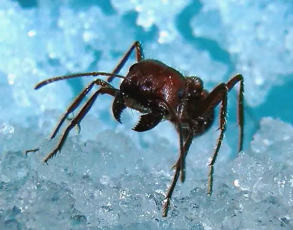 Foto número 1 - hormigas - caníbales