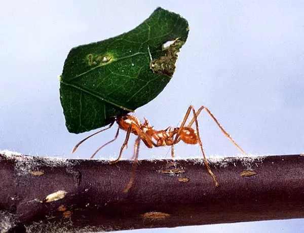 Фото №5 - мравки - канибали