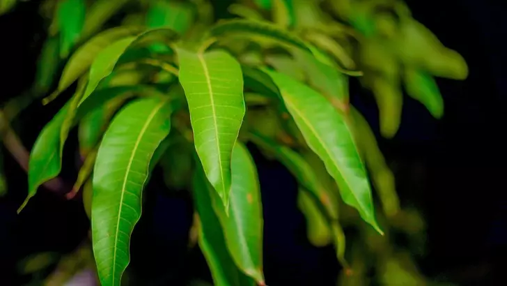 Foto №1 - zinātnieki ir izveidojuši antibakteriālu bioplastisku no mango lapām