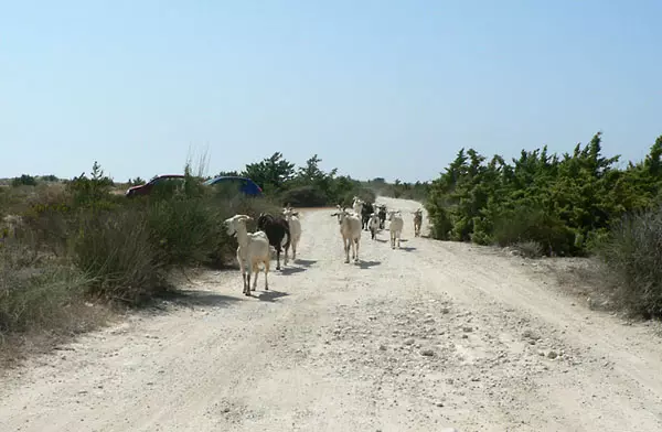 Foto №5 - Corfu, Kambing, Serpentine