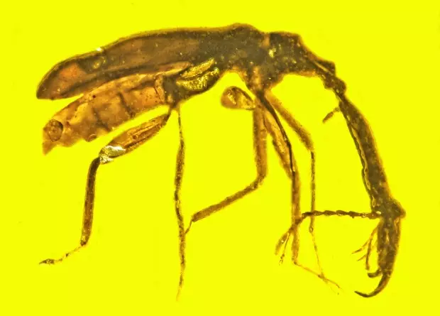 Ilmuwan nggambarake kumbang ing resin meh 100 yuta taun kepungkur