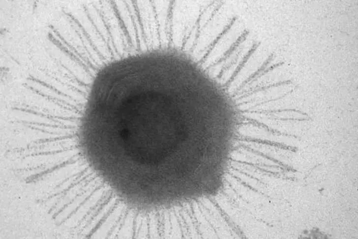 Kuva №1 - Mariana VPadina, Giant Virusten klusteri