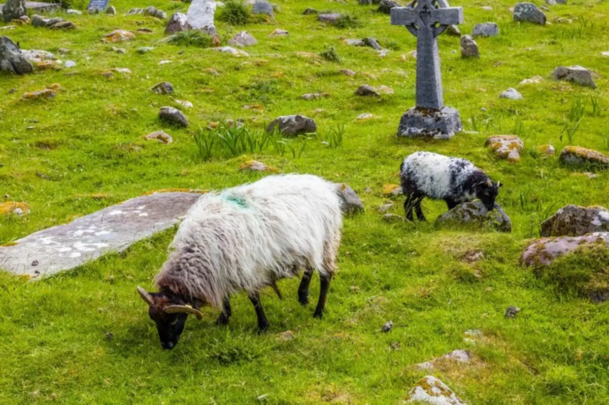 Spesjaal "ynhierd" skiep en geiten holpen holpen histoaryske grêven yn Ierlân
