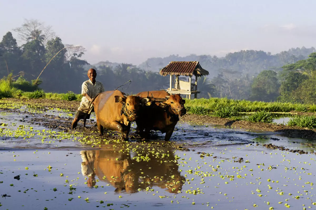 Billede №2 - BUFFER - KØBERE: Hvordan dyr er blevet nationale gæst i Indonesien