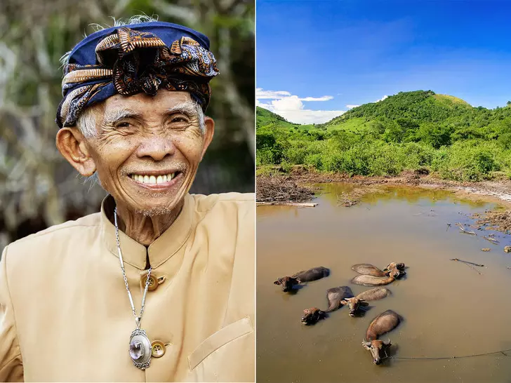 Gambar №6 - Buffaloes - Keepers: kepiye kewan dadi tamu nasional ing Indonesia