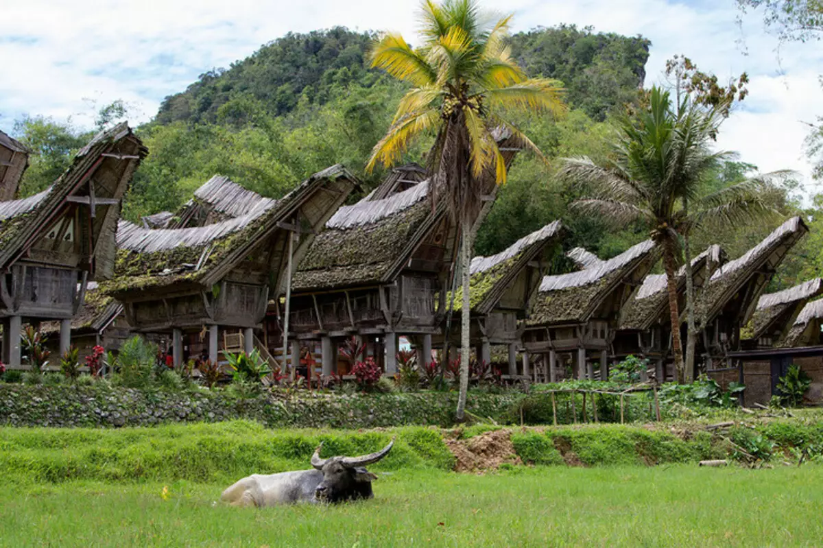 Foto nr. 7 - Buffaloes - Keepers: Som dyr er blevet den nationale ejendom i Indonesien