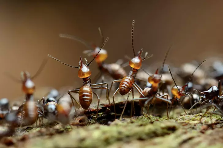 عکس №1 - لرغوني معماران: څه termites يو کس اوښتی