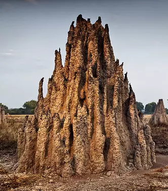 Fotografovanie №2 - Staroveké architekti: Aké termity prekonali osobu