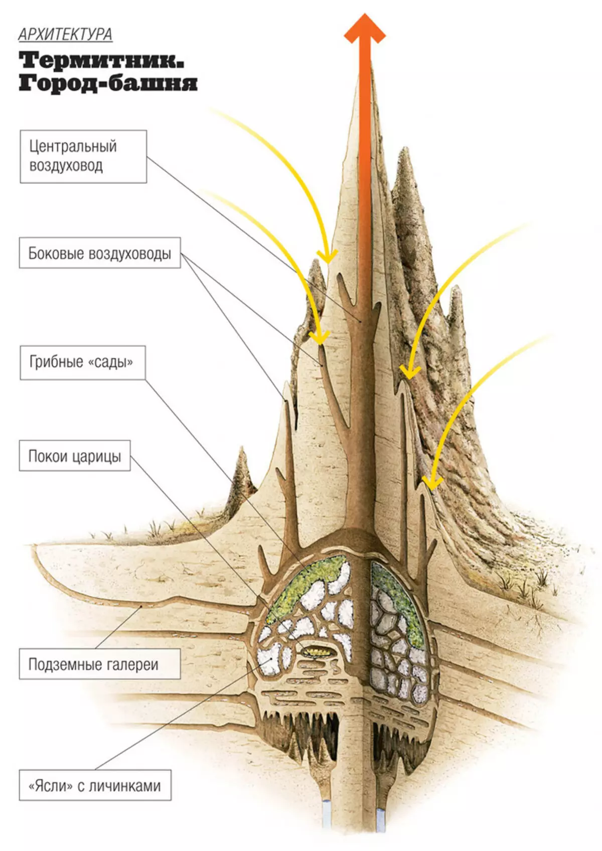 Llun №5 - Penseiri Hynafol: Yr hyn y mae termites wedi rhagori ar berson