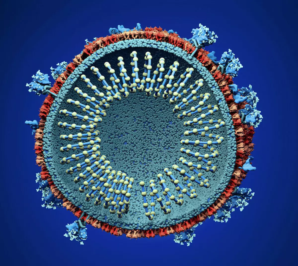 Bild №1 - Infographics: Coronavirus svaga punkter