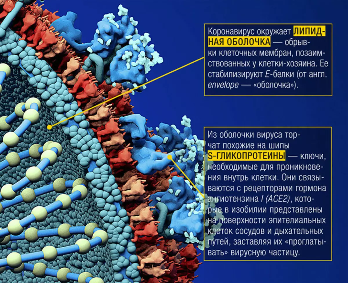 Bild №2 - Infographics: Coronavirus svaga punkter