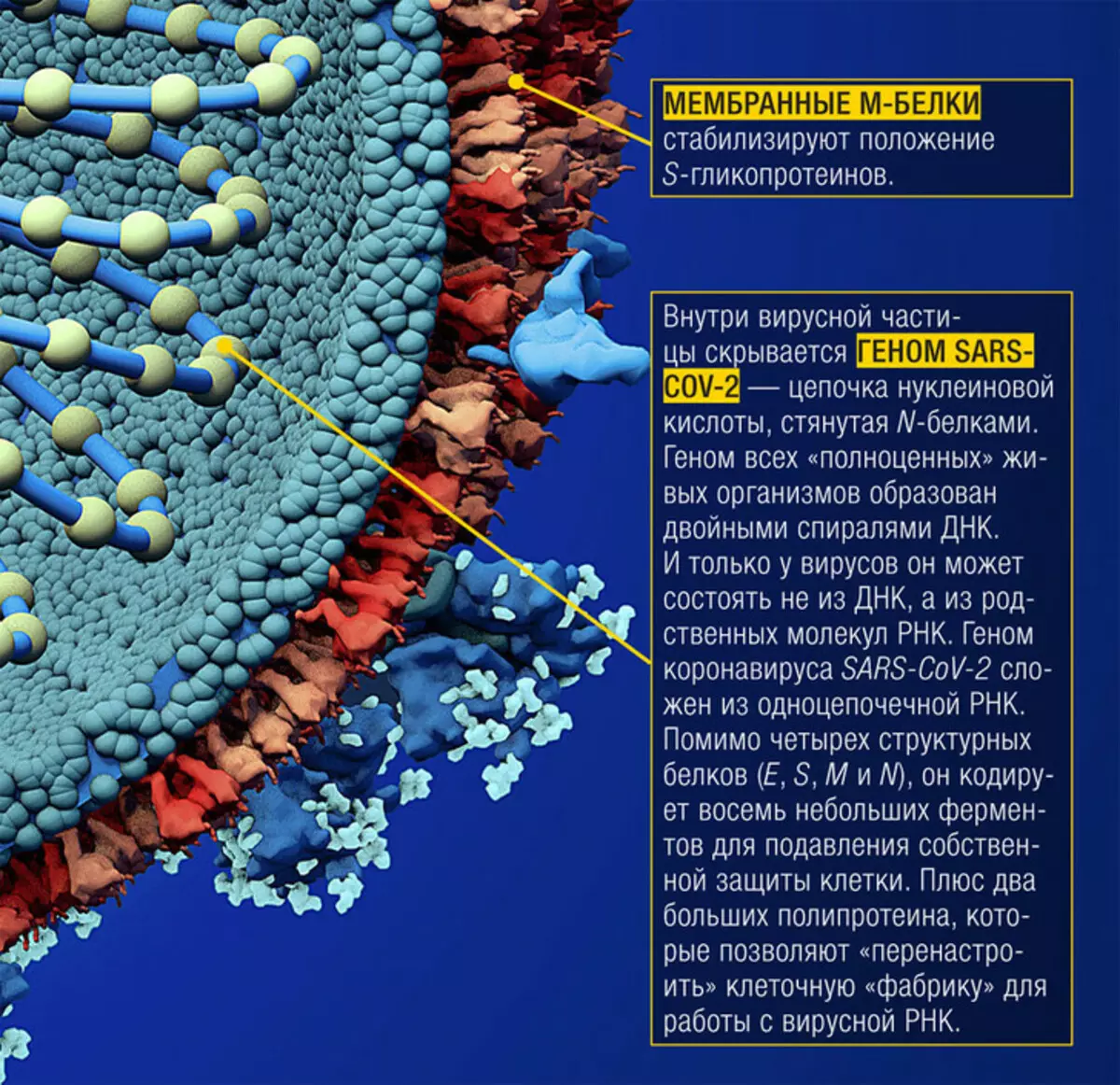 Bild №4 - Infographics: Coronavirus svaga punkter