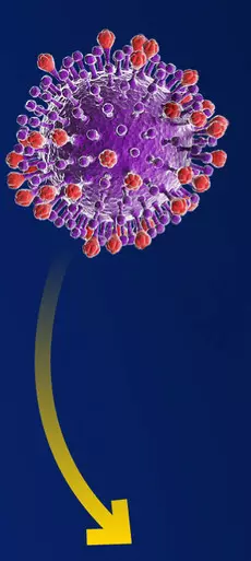 Ofbylding №6 - Infographics: Coronavirus swakke punten