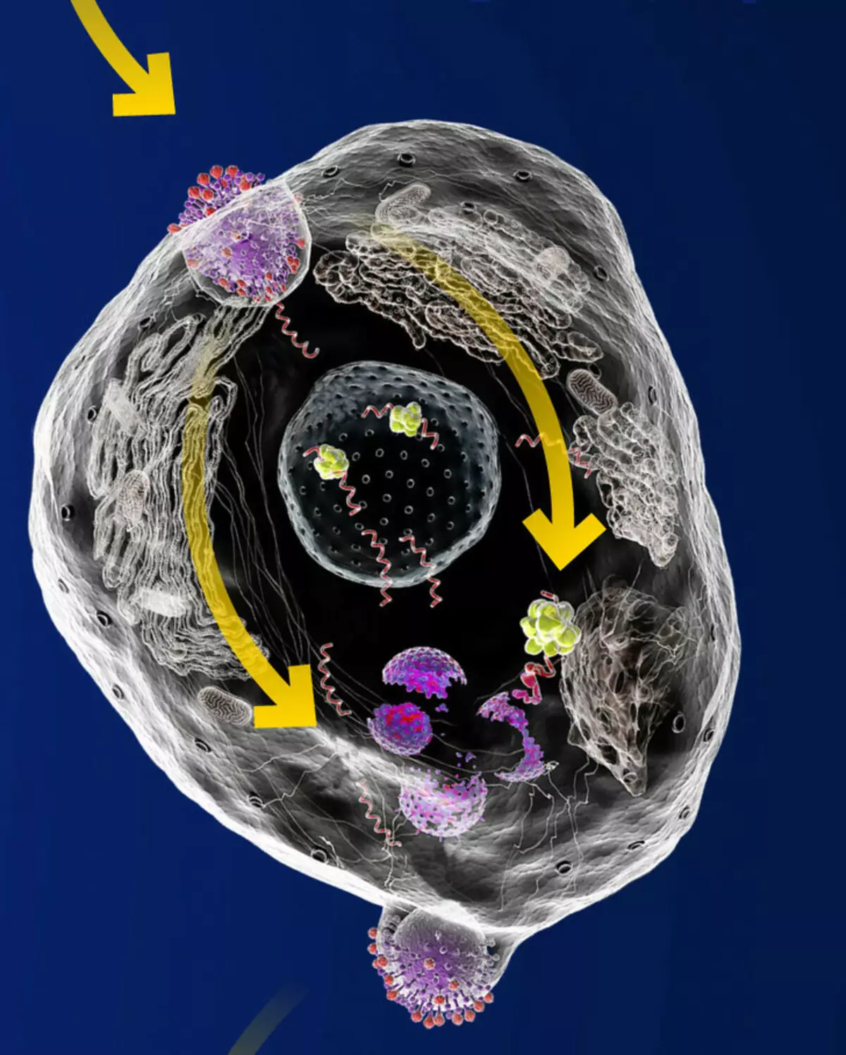 Foto nummer 7 - Infographics: Coronavirus svaga poäng